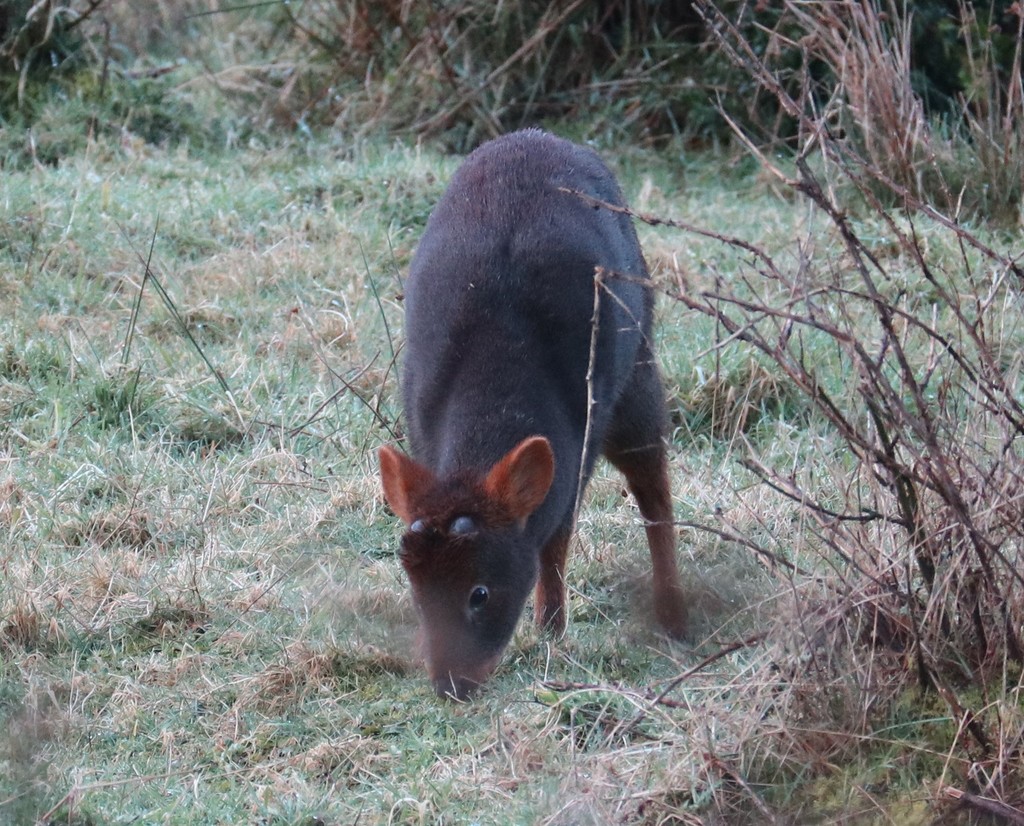 Southern Pudú (Pudu puda) - Know Your Mammals