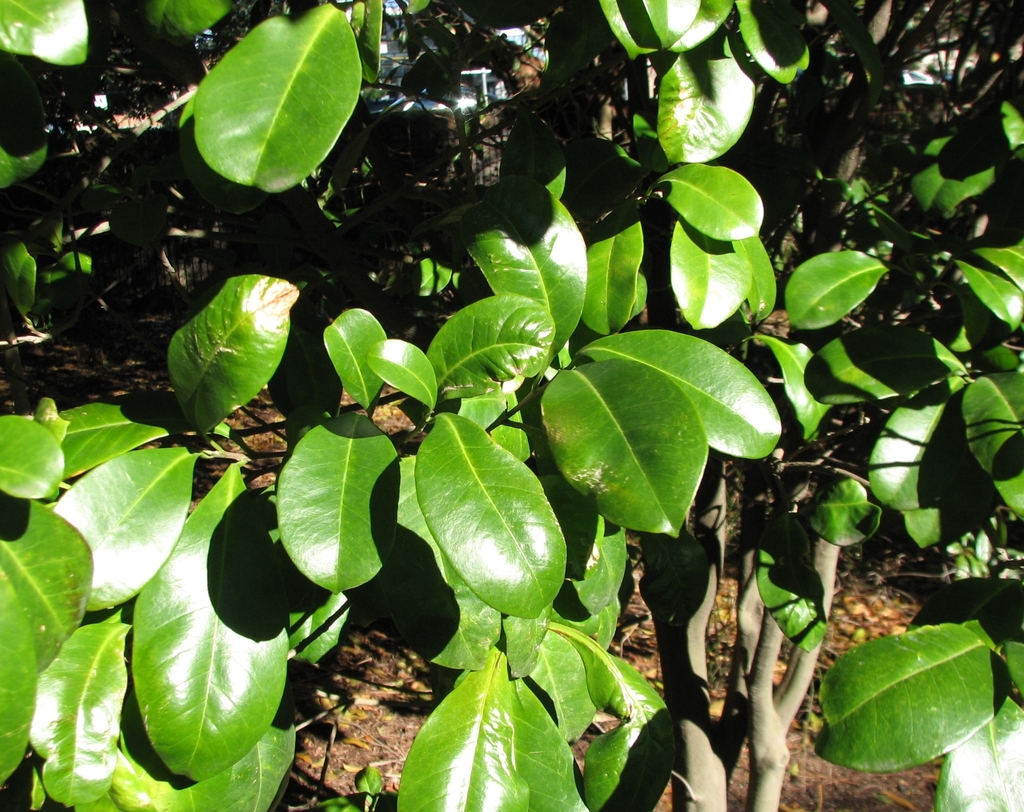 (Fontainea rostrata) - Botanical Realm
