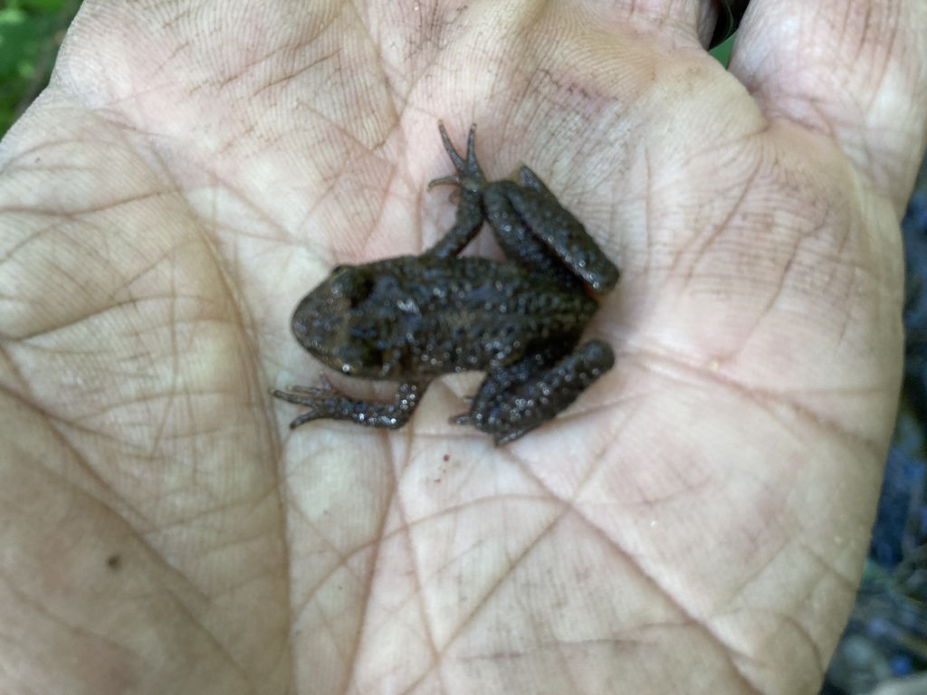 Rocky Mountain Tailed Frog from Washington County, US-ID, US on July 11 ...