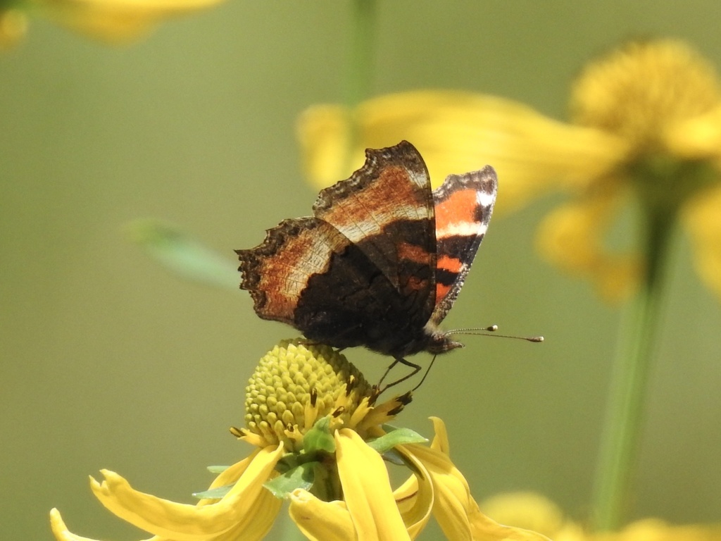 Milbert's Tortoiseshell from Lincoln National Forest, Cloudcroft, NM ...