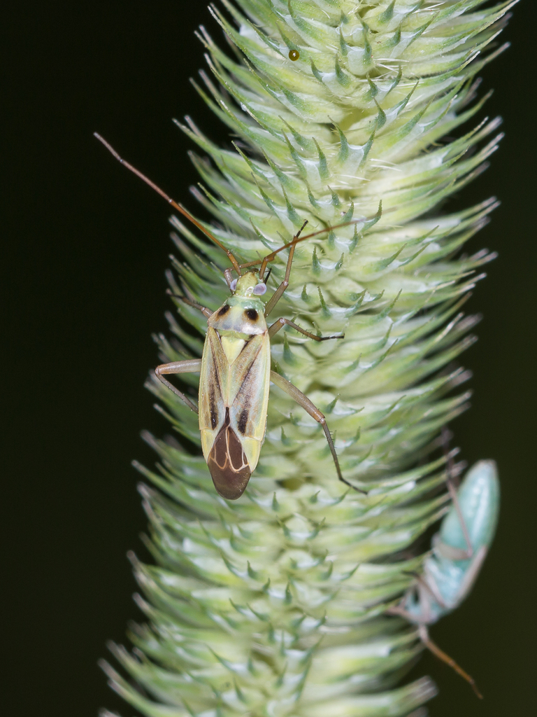 Two-spotted Grass Bug from Эльмаш, Екатеринбург, Свердловская обл ...