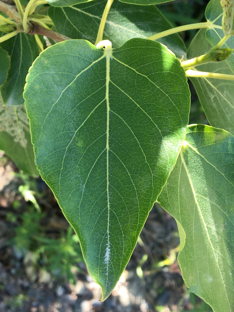 balsam poplar from Yukon, YT, Canada on July 9, 2020 at 11:08 AM by ...