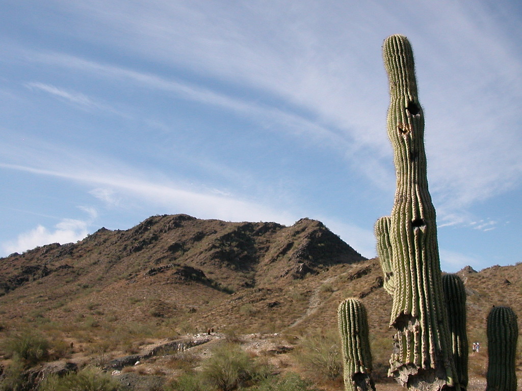 saguaro from North Mountain Park, Phoenix, AZ on June 15, 2008 at 07:45 ...
