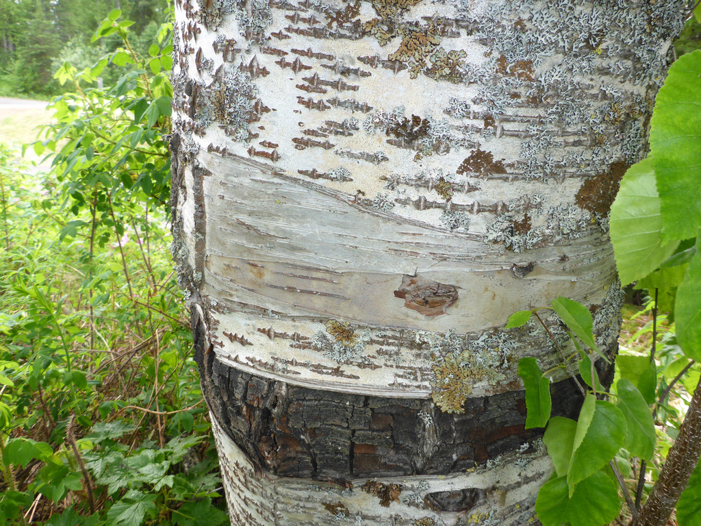 Alaska Paper Birch (Betula neoalaskana) - Botanical Realm