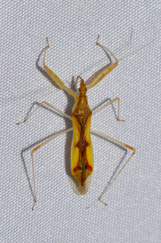 Gorpis cribraticollis · iNaturalist