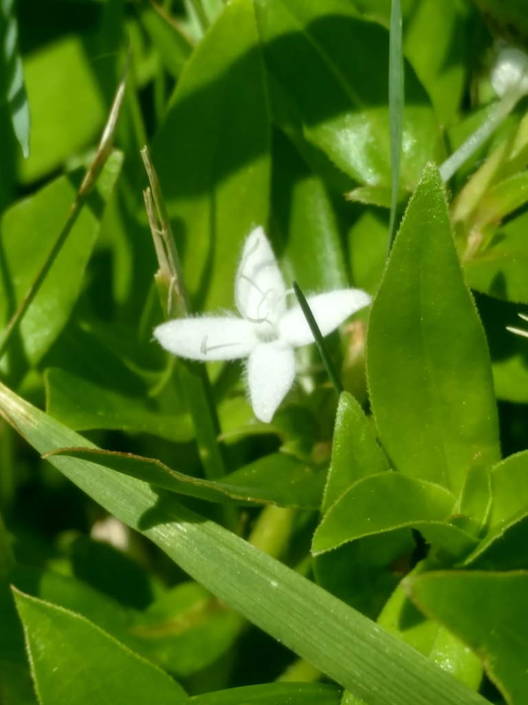 buttonweed from 4, Preston, MD, USA on July 13, 2020 at 12:43 PM by ...