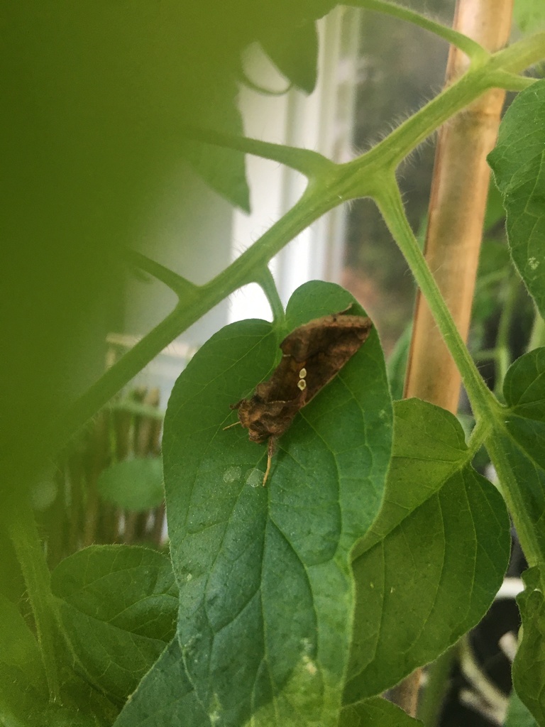 Tomato Looper from Froburgstrasse 18, Basel, Basel-Stadt, CH on July 13 ...