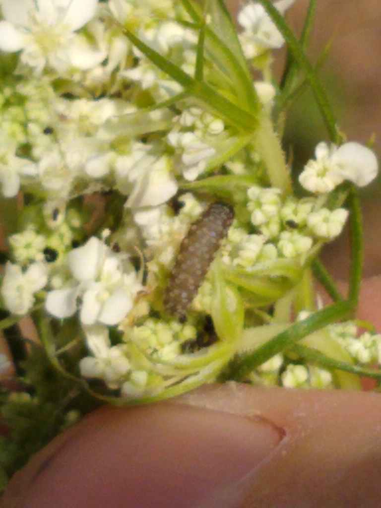 Purple Carrot-seed Moth from Oak Hill, Newton, MA, USA on July 13, 2020 ...