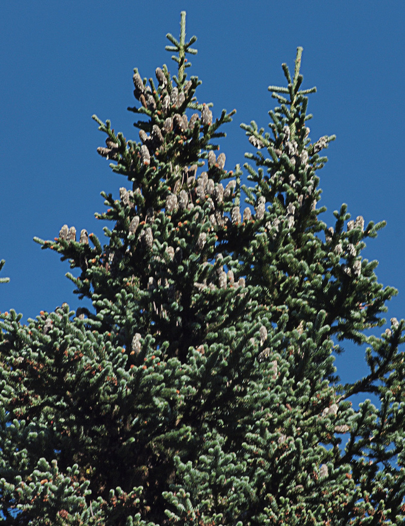 Pacific silver fir (Handbook for the Native Trees of Oregon) · iNaturalist