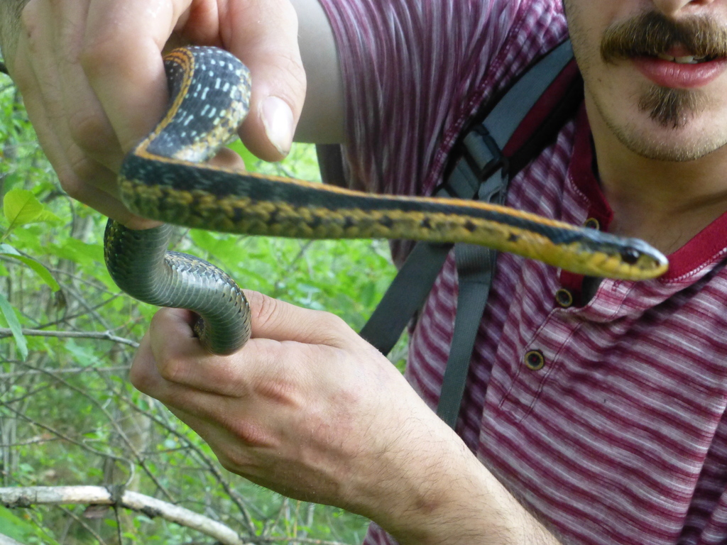 Common Garter Snake from South Burlington, VT, USA on June 13, 2017 at ...