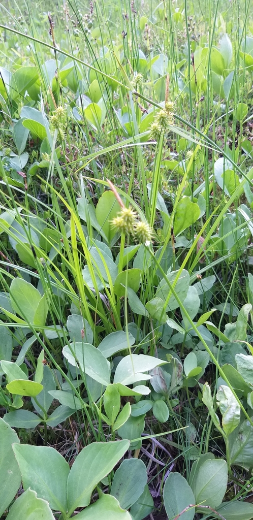 yellow-green sedge from Ragunda S, Sverige on July 13, 2020 at 03:09 PM ...