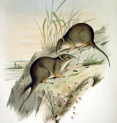 Dibbler (Parantechinus apicalis) - Know Your Mammals