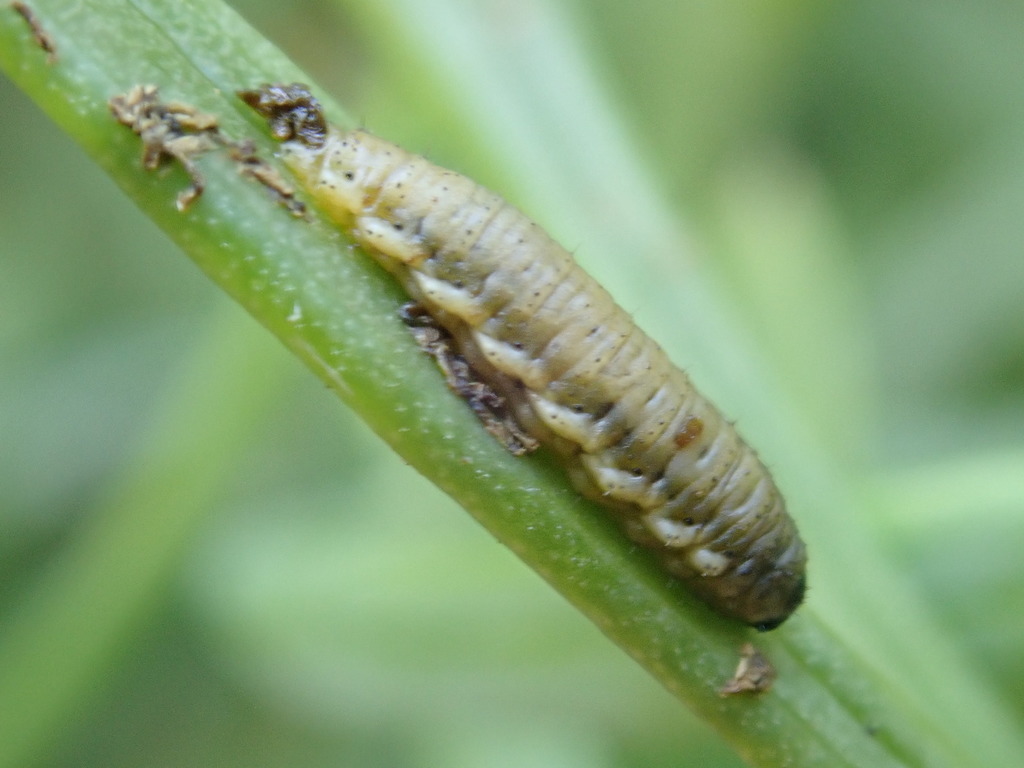 Hypera pollux from Brean Down, Burnham-on-Sea TA8 2RS, UK on June 13 ...