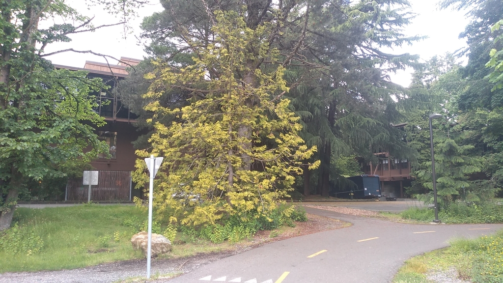 western redcedar from 1959 North East Pacific Street Suite 318 Box ...