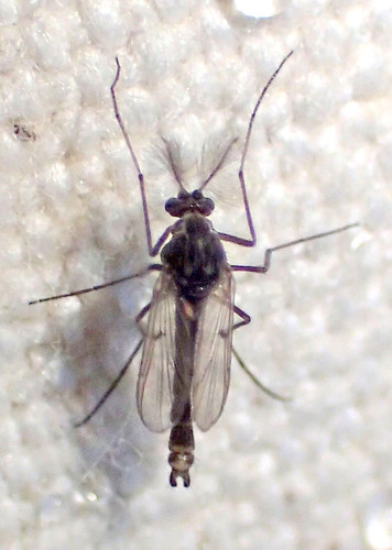 Genus Procladius · iNaturalist