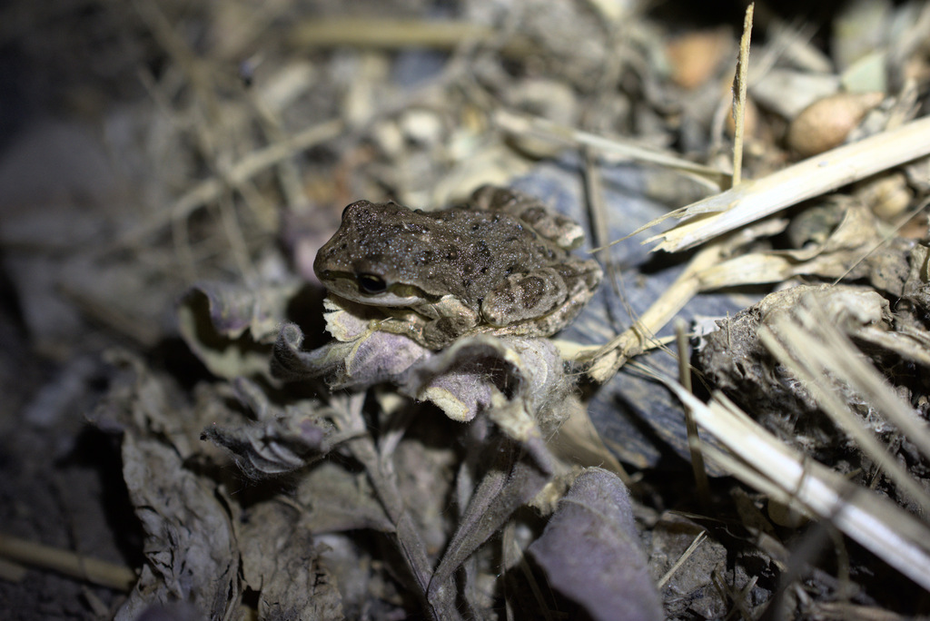 Chorus Frogs from Mcnary National Wildlife Refuge, Walla Walla ...