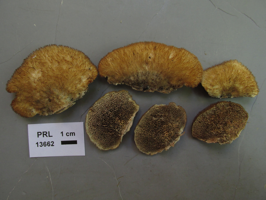 Trametes trogii from O'Hare, Chicago, IL, USA on July 07, 2018 by ...