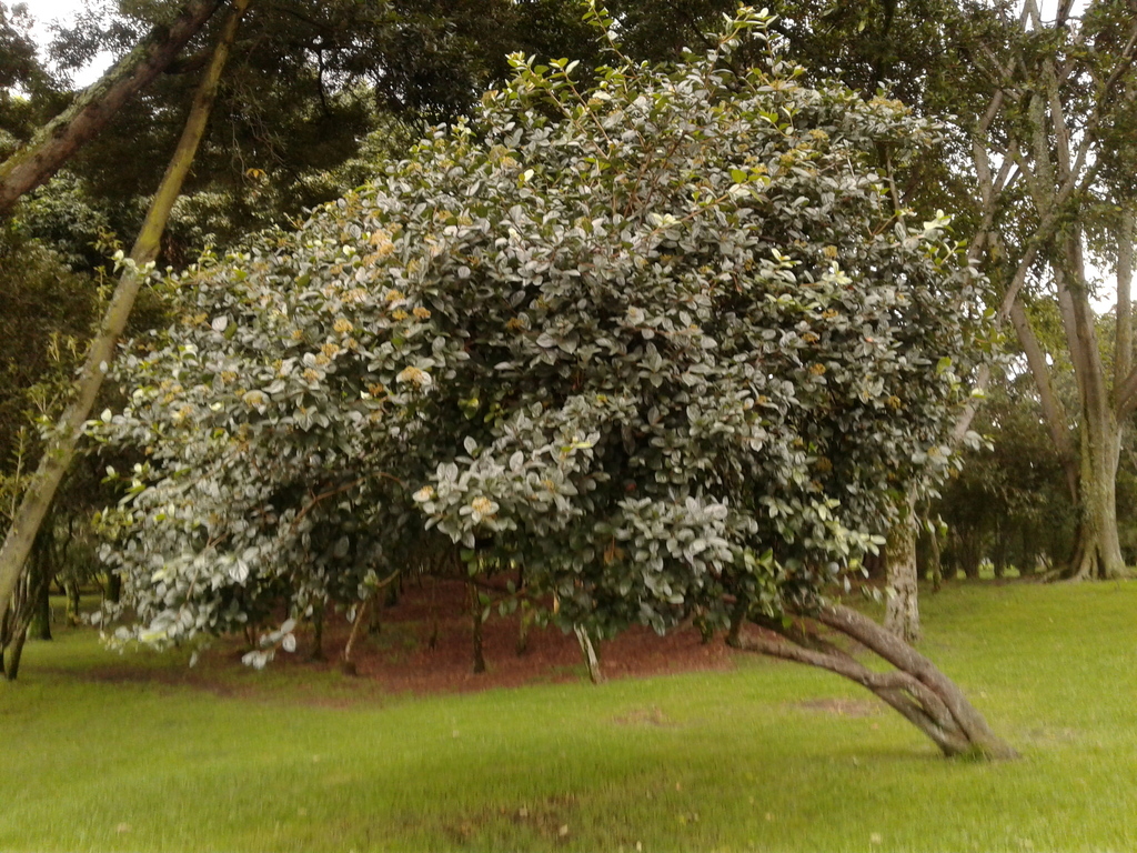 Viburnum triphyllum from Br. La Esmeralda, Bogotá, Colombia on June 13 ...