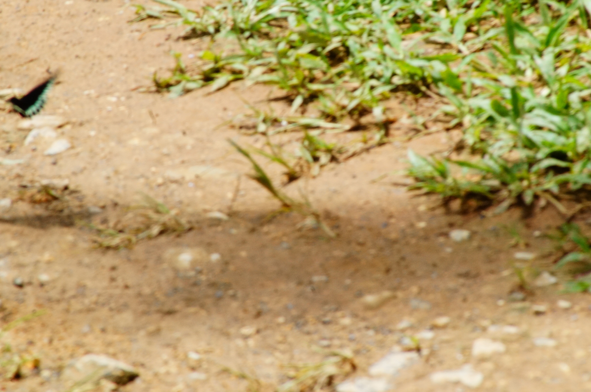Mimoides phaon (Boisduval, 1836)