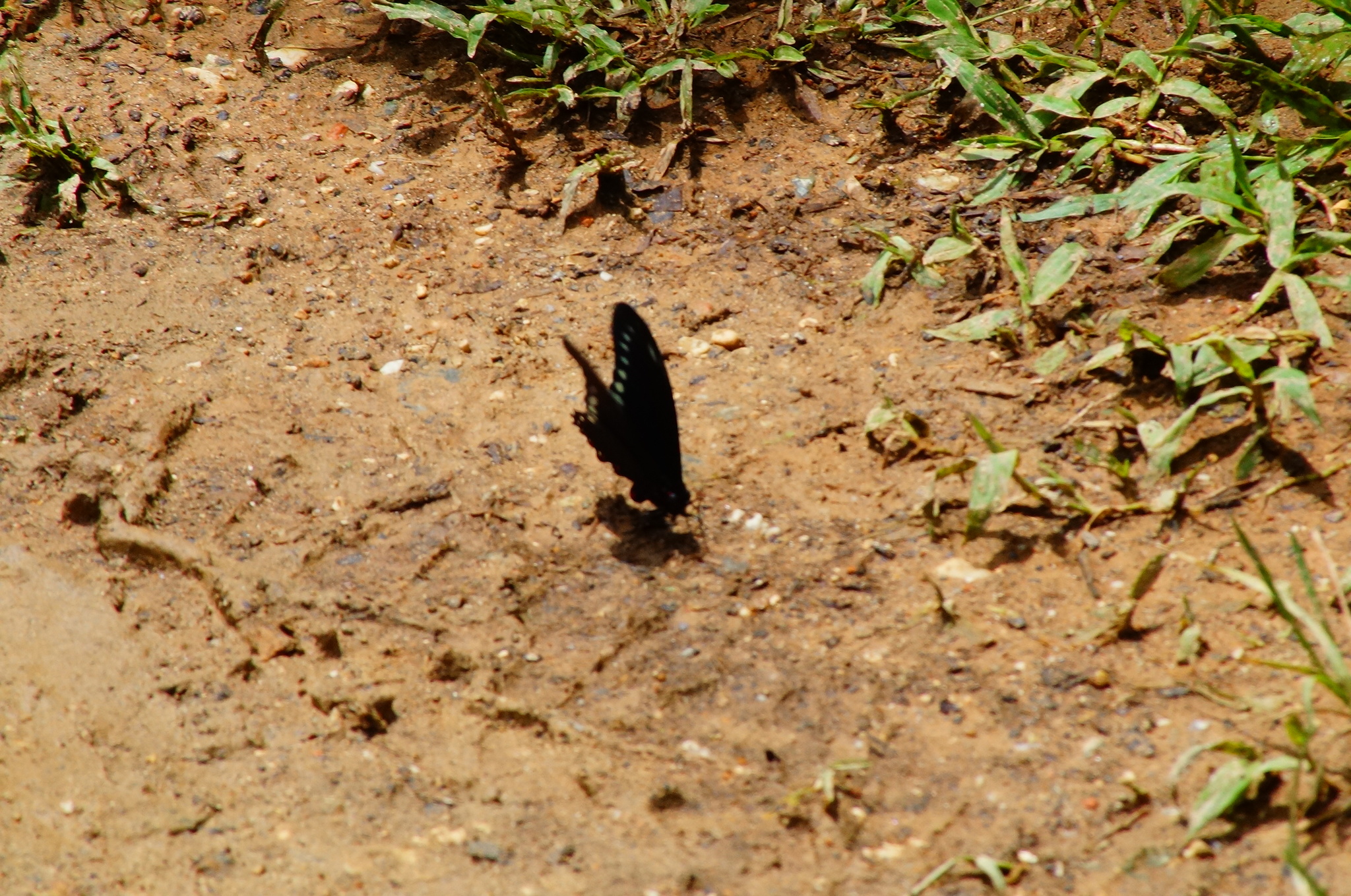 Mimoides phaon (Boisduval, 1836)