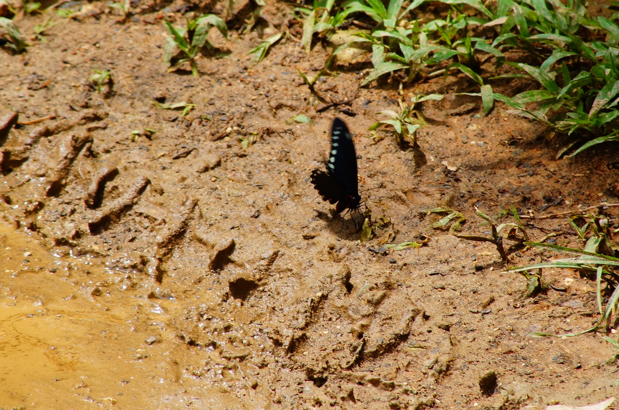 Mimoides phaon (Boisduval, 1836)