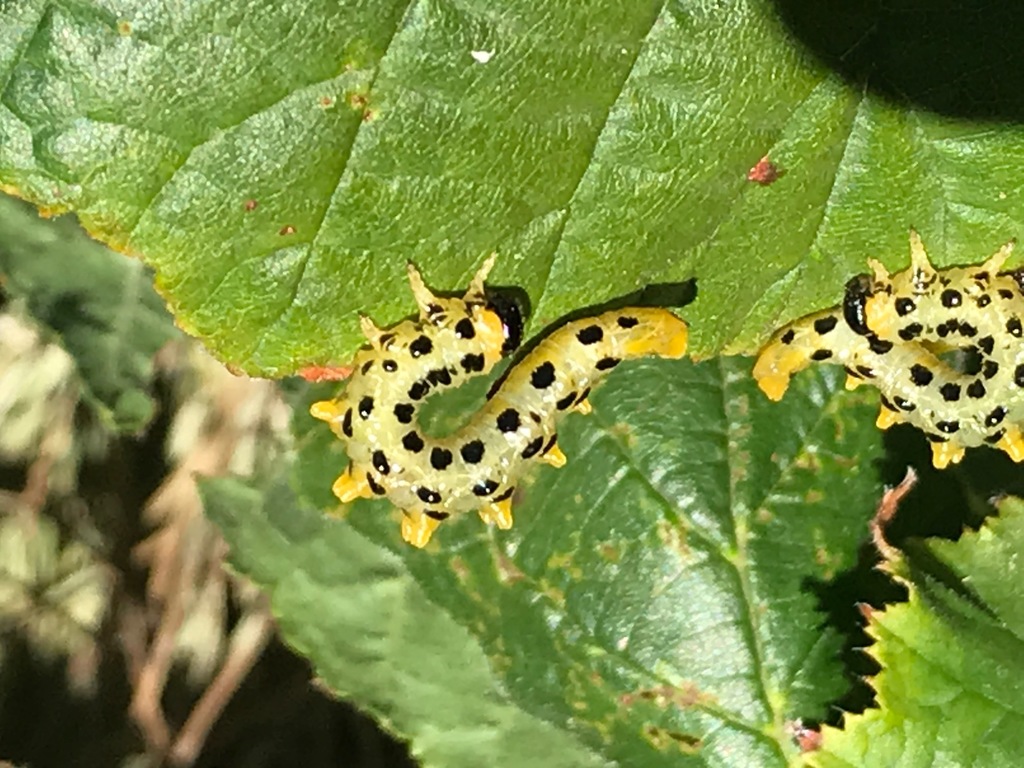 Hazel Sawfly from 37240 Ciran, France on July 11, 2020 at 08:53 AM by ...
