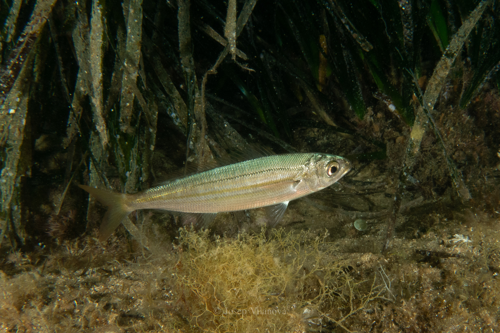 Bogue (Boops boops) - Marine Life Identification