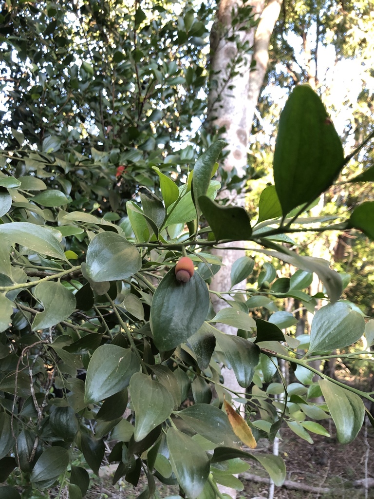 Broad Leaved Native Cherry from Cannon Hill, QLD, AU on July 14, 2020 ...