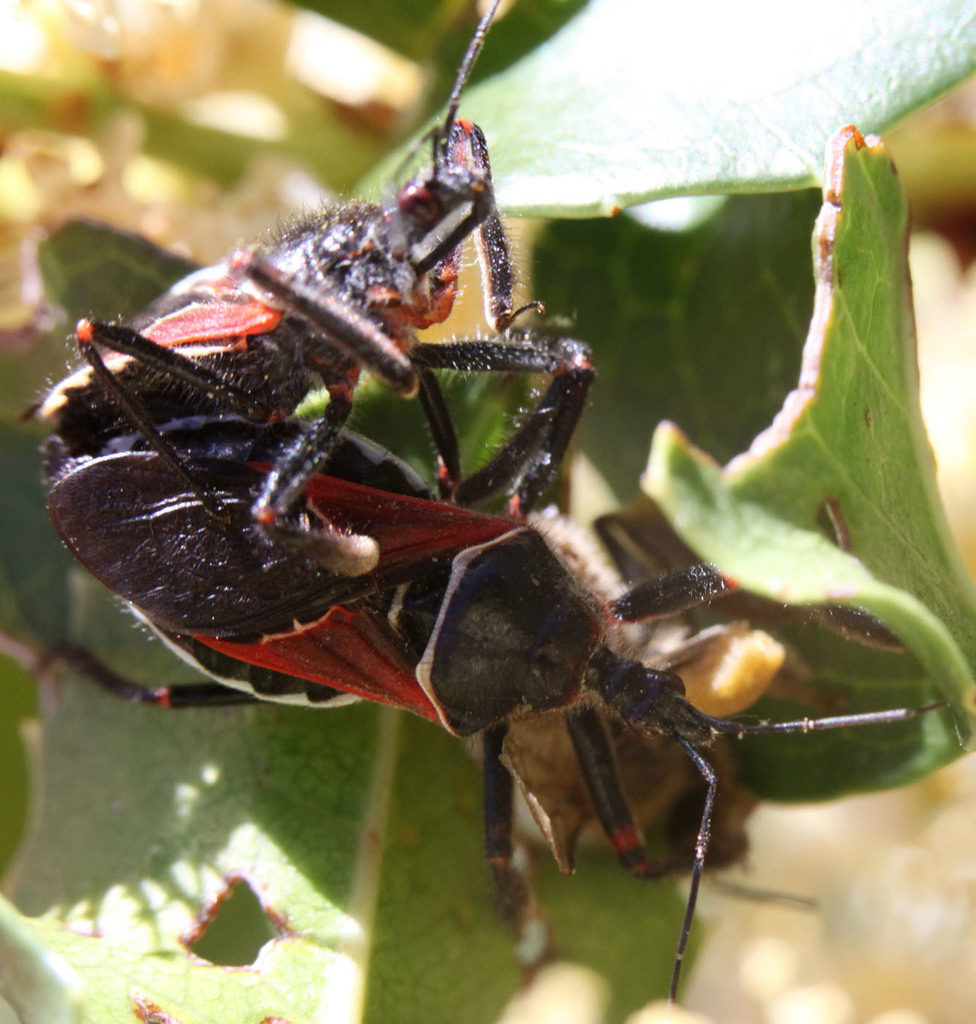 California Bee Assassin from Monterey County, CA, USA on May 20, 2017 ...
