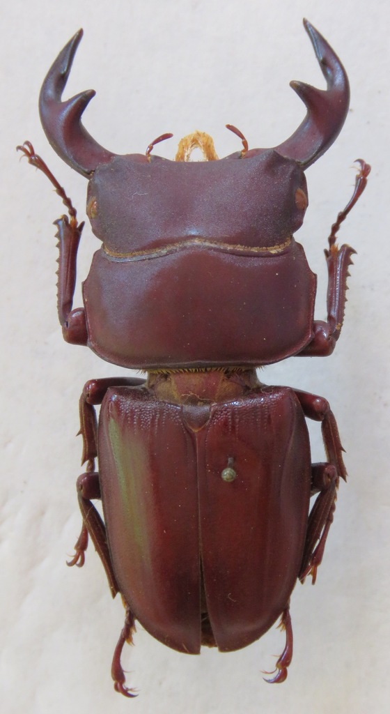 Dorcus grandis formosanus in May 1999 by jmmaes. Taiwan, V-1999 ...