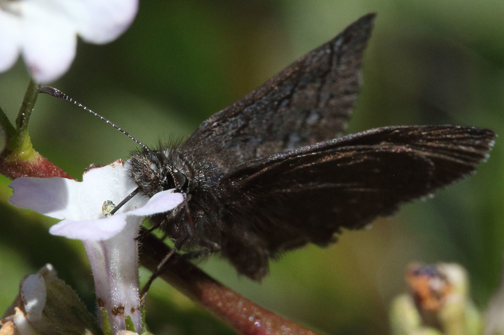 Sleepy Duskywing (Insects of Highline Lake State Park) · iNaturalist