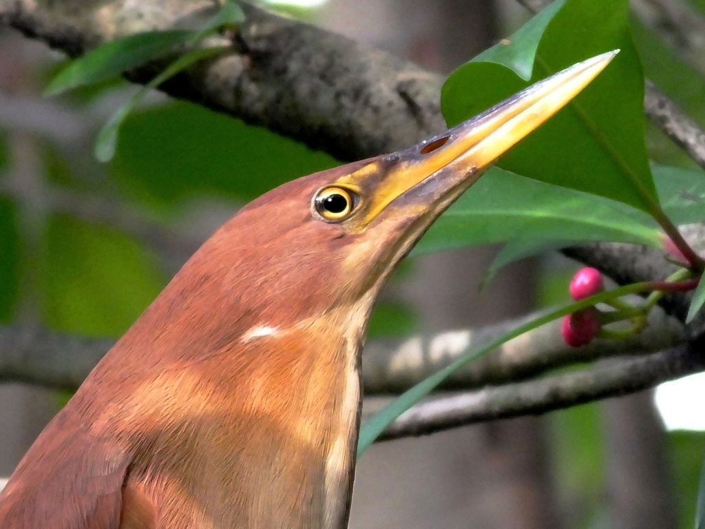 Cinnamon Bittern (Flora and Fauna of Bandhavgarh National Park, India ...