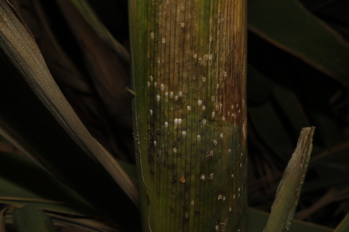 Giant Reed Scale (Rhizaspidiotus donacis) · iNaturalist