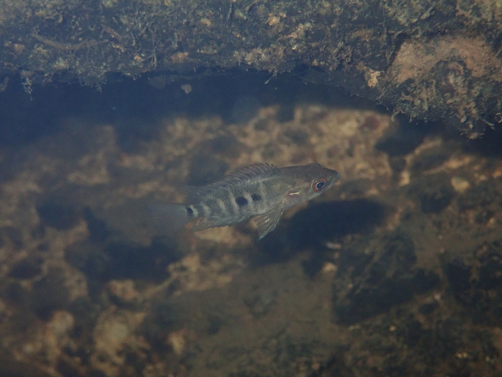 Jaguar Guapote in July 2020 by H.T.Cheng · iNaturalist