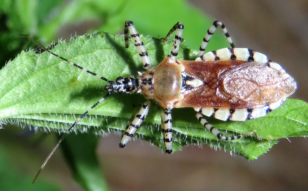 Pselliopus cinctus (Mantis, cigarras, grillos, chapulines, insectos ...