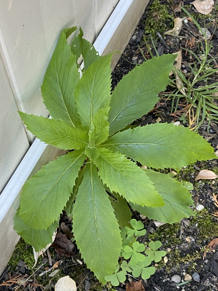 American burnweed from Long Island, Massapequa, NY, US on July 13, 2020 ...