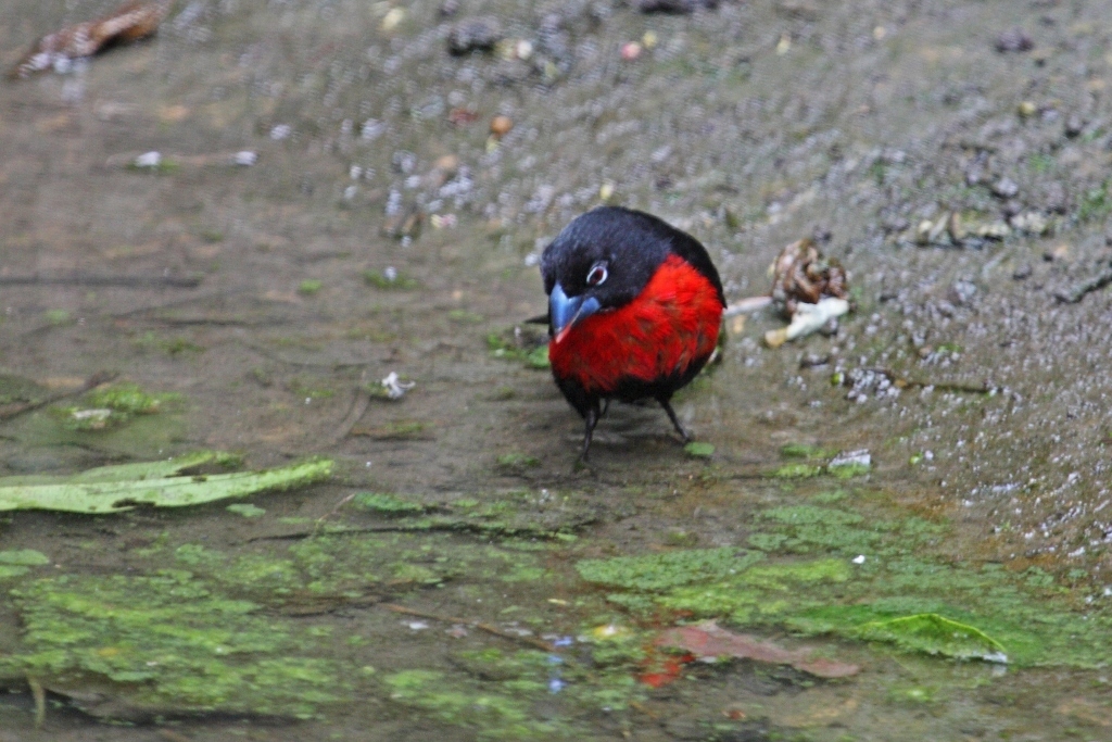 Western Bluebill (Spermophaga haematina) - Avian Discovery