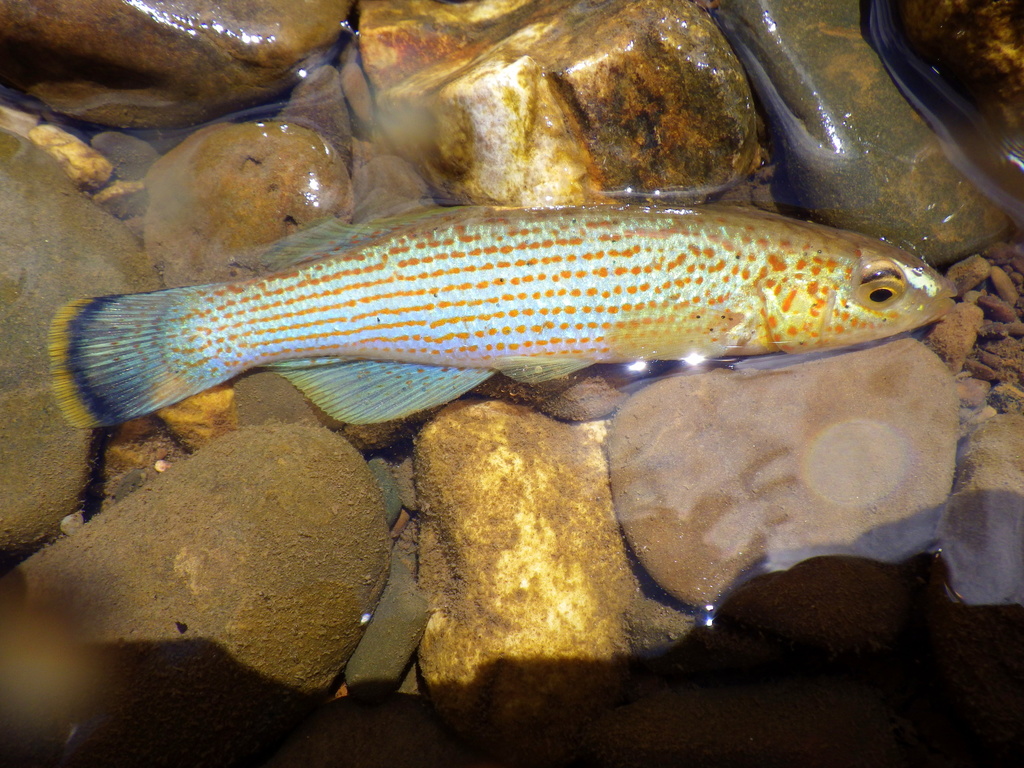 Northern Studfish (Fundulus catenatus) - Marine Life Identification