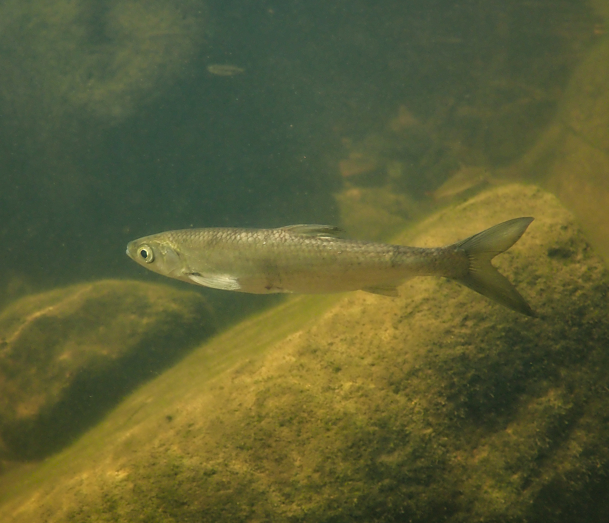 Hemiculter leucisculus (Basilewsky, 1855)