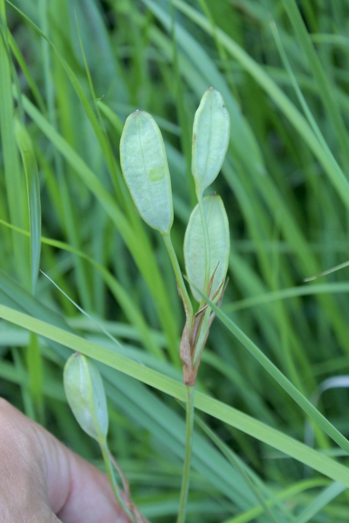 Slender Blue Flag (Iris prismatica) - Botanical Realm