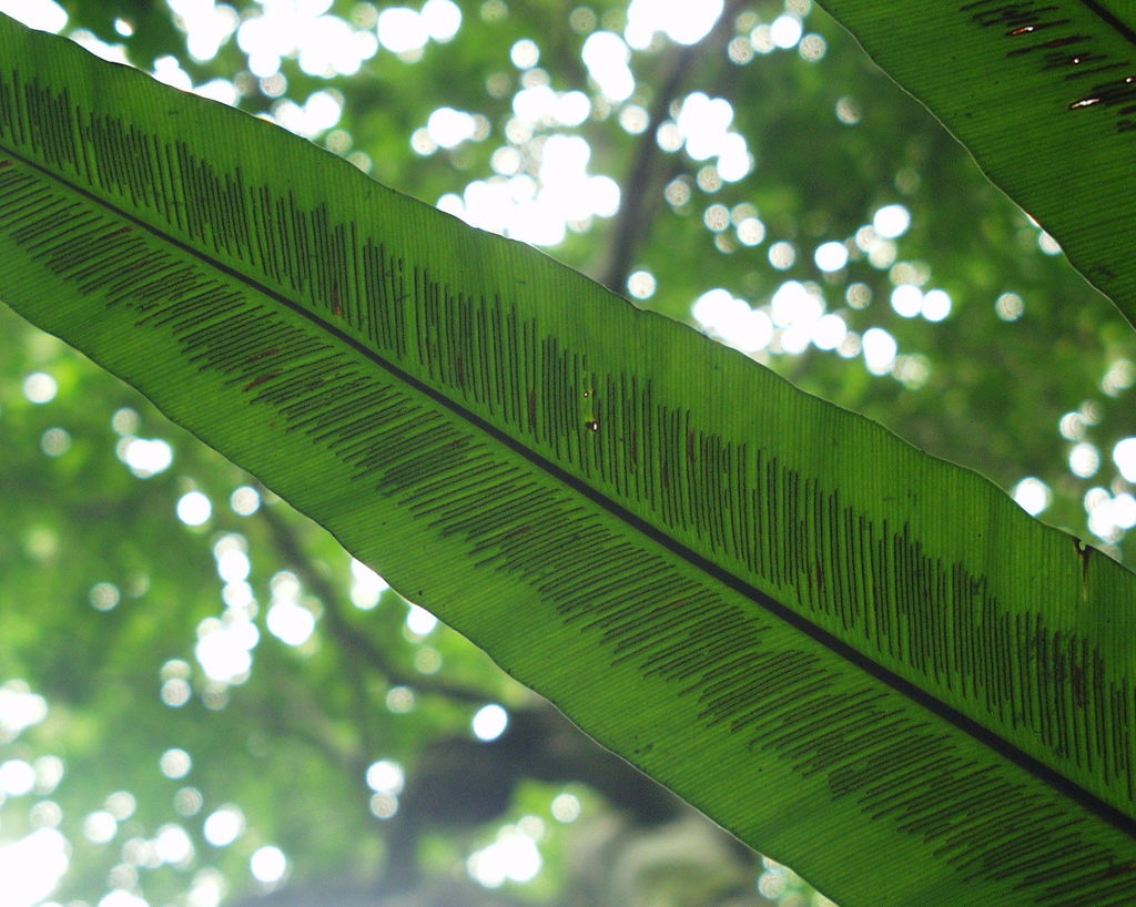 Bird's Nest Fern (Asplenium nidus) - Botanical Realm