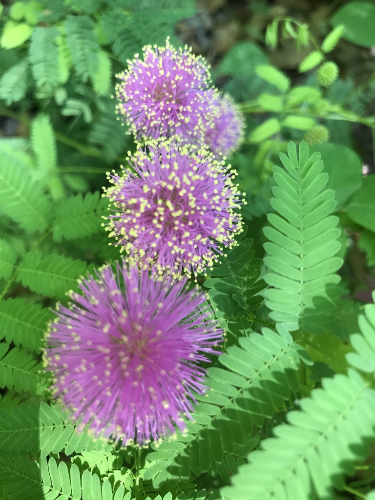 Sensitive Bier (Nash Prairie Plants List) · iNaturalist