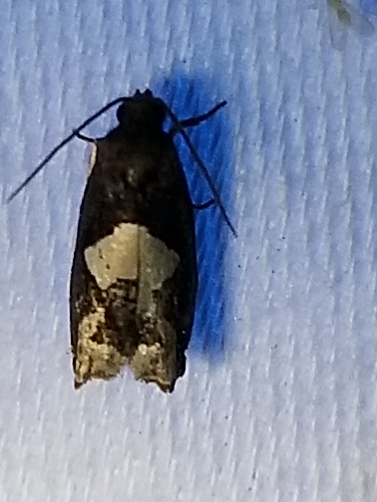 Bidens Borer Moth from Howard County, MD, USA on July 10, 2020 at 11:21 ...