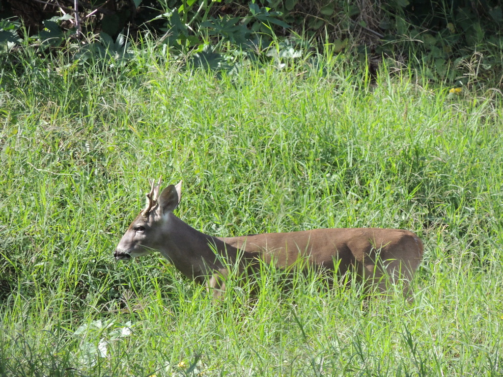Yucatán White-tailed Deer (Odocoileus virginianus yucatanensis) - Know ...