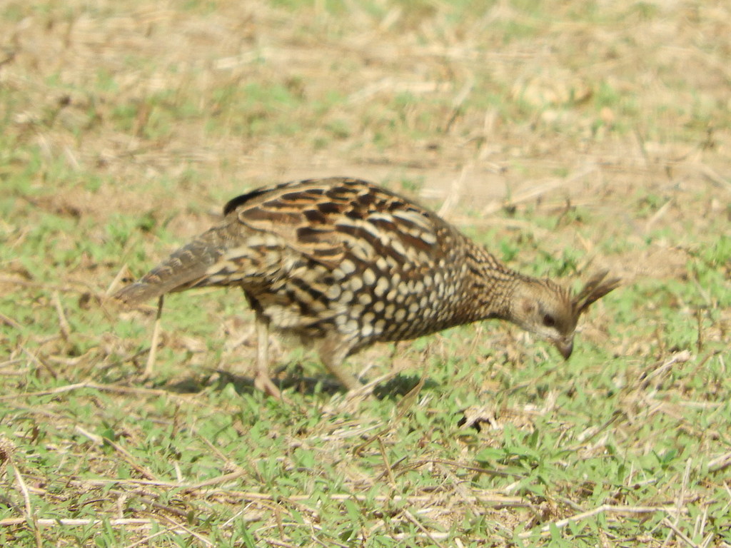 Codorniz cresta dorada (Aves en Cosalá) · iNaturalist Mexico