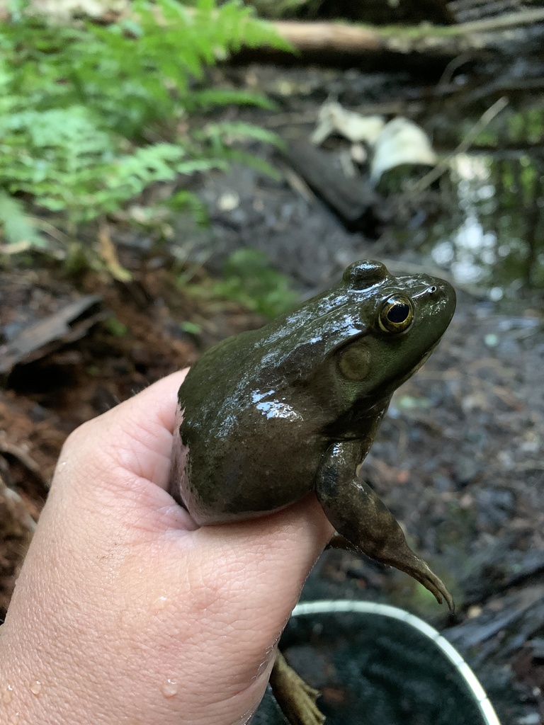 American Bullfrog from Lake of Bays, Lake of Bays, ON, CA on July 13 ...