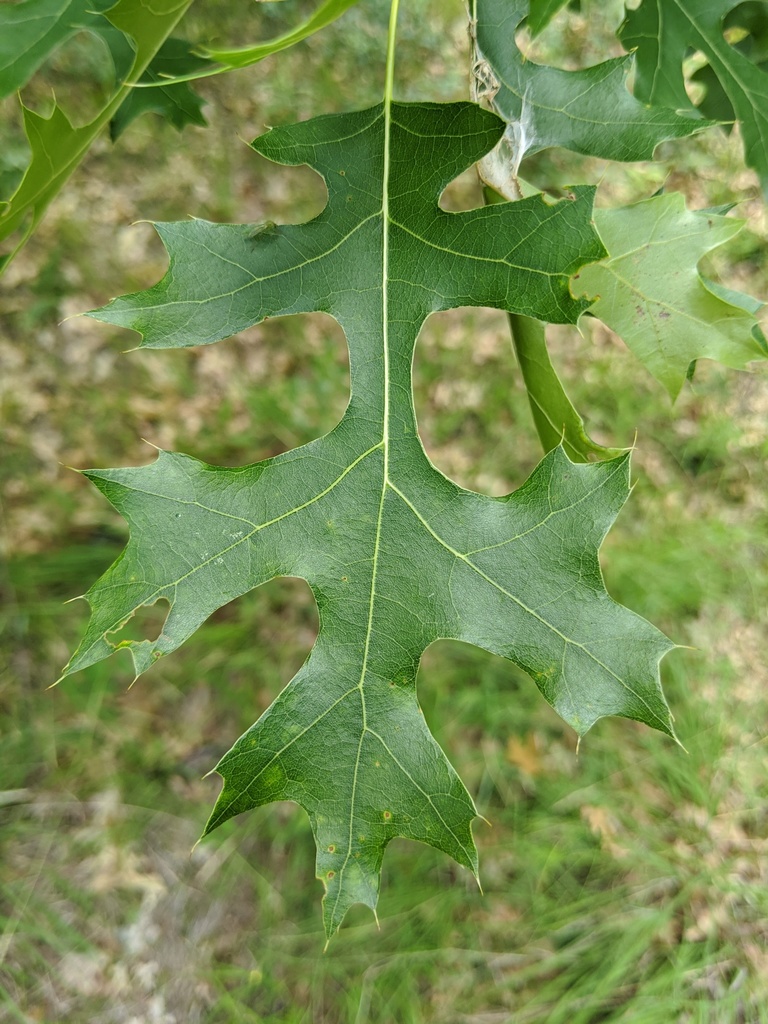 northern pin oak from Menominee County, MI, USA on July 11, 2020 at 02: ...