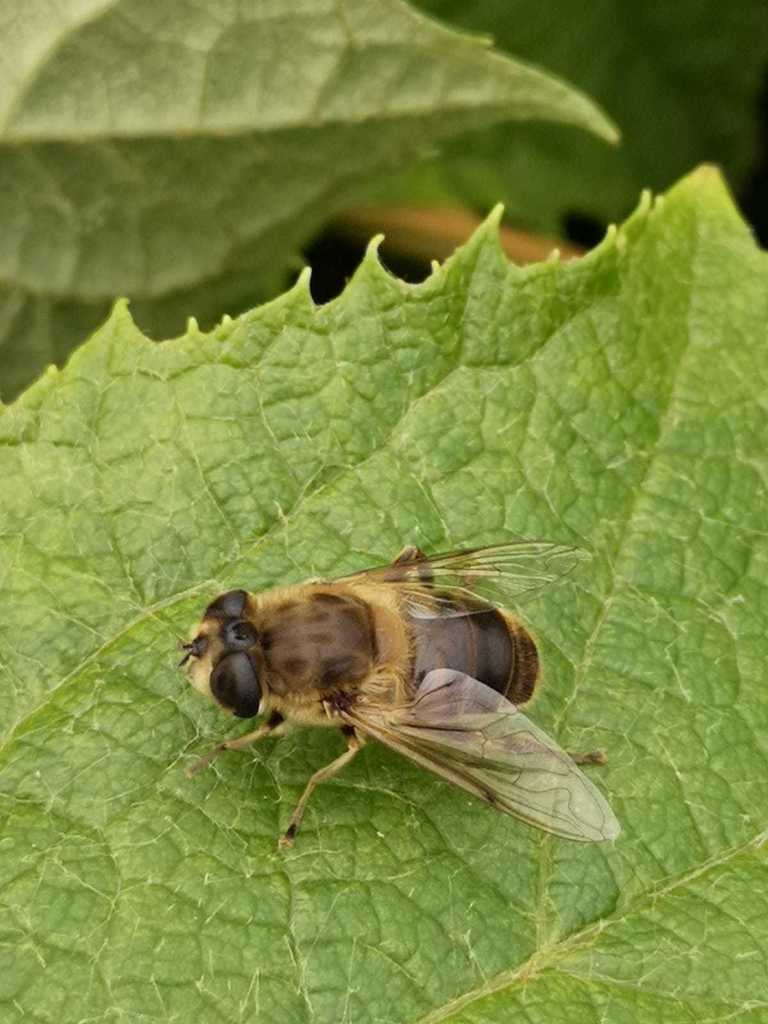 Common Drone Fly from 26215 Wiefelstede, Deutschland on July 13, 2020 ...