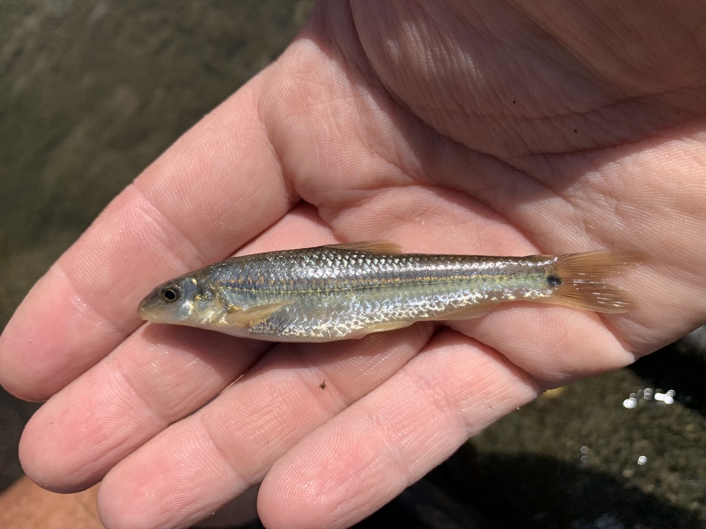 Suckermouth Minnow from 150th St, Gravity, IA, US on July 08, 2020 at ...