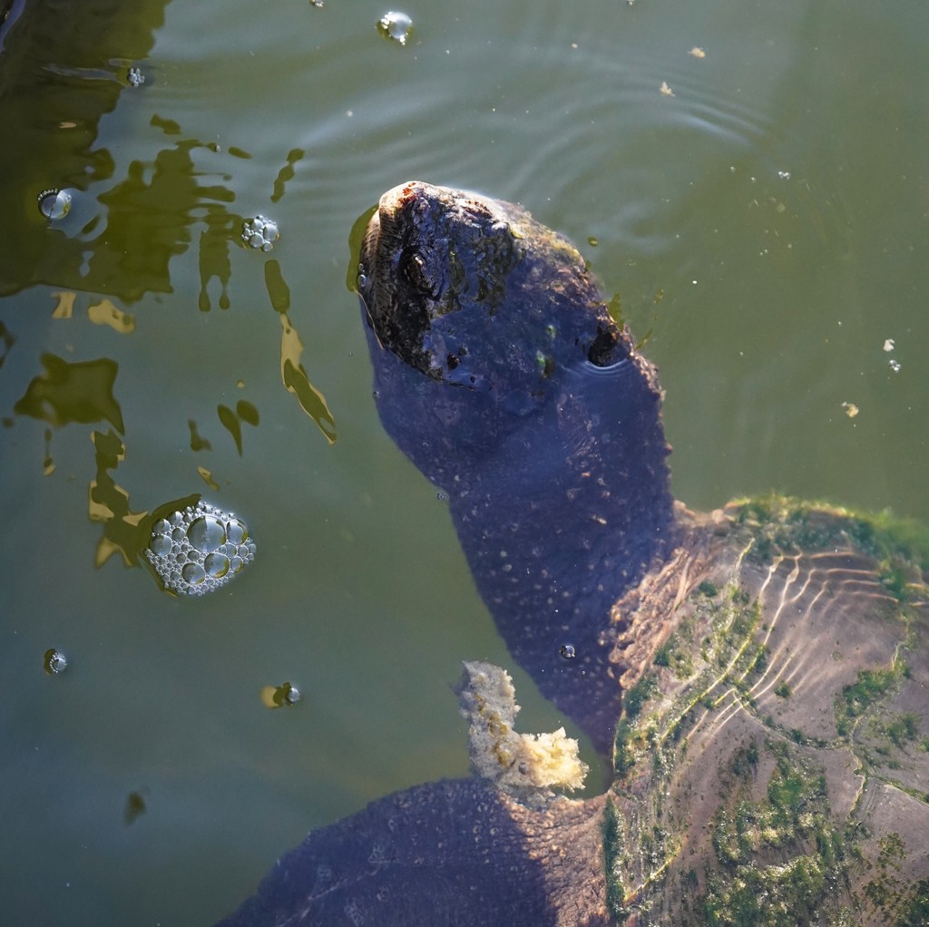 Common Snapping Turtle from Bois Blanc Island, Bois Blanc Township, MI ...